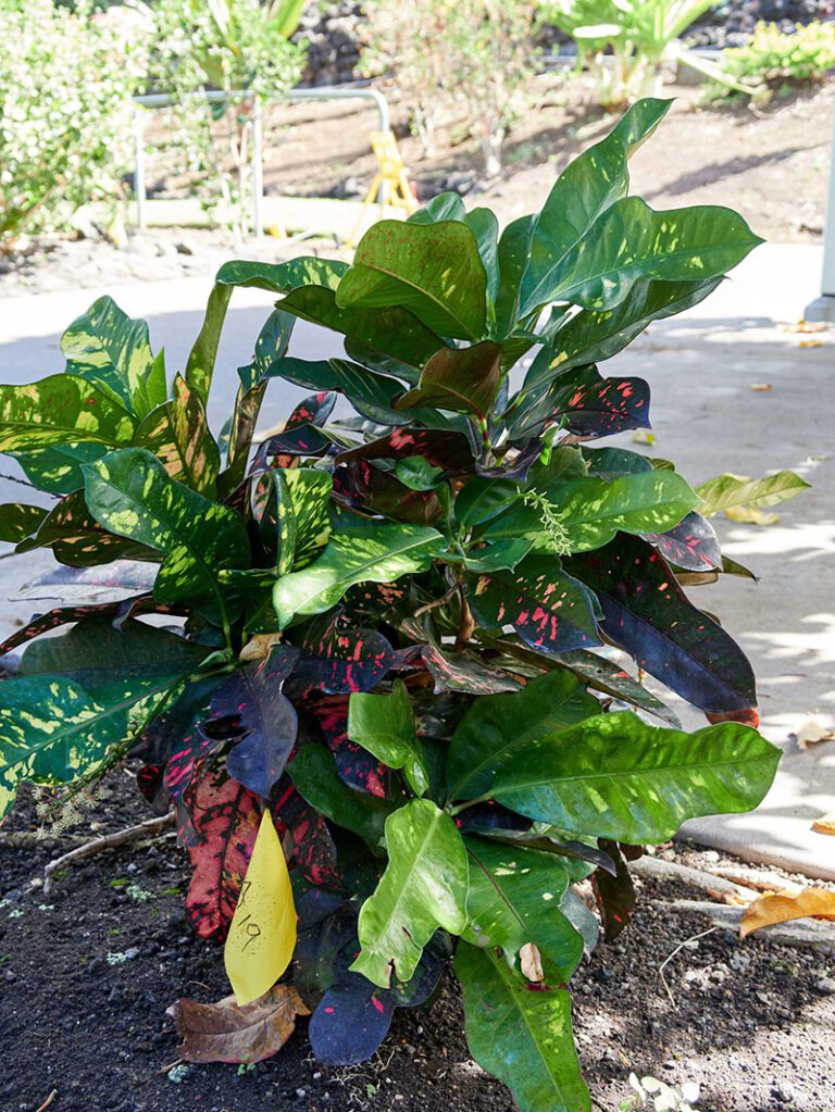 A 19 CROTON (Codiaeum variegatum) Euphorbiaceae family | Kona ...