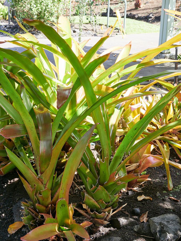 A 20 DRAGON TAIL BROMELIAD (Aechmea blanchetiana) Bromeliaceae family ...
