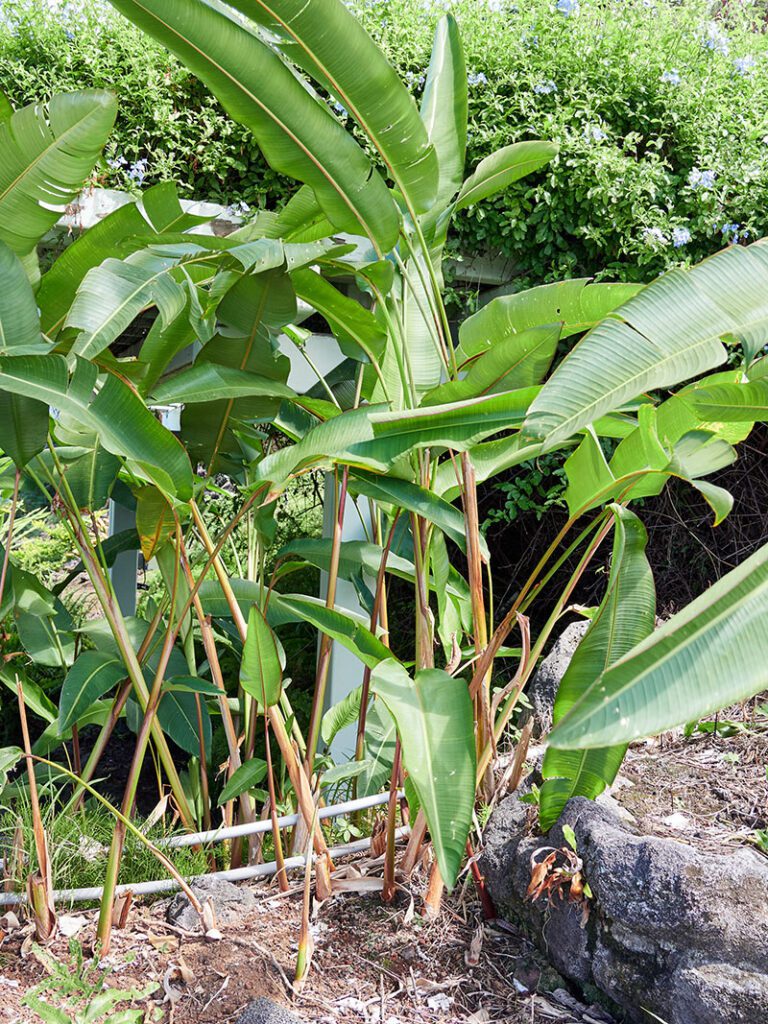 A 34 EXPANDED LOBSTER CLAW (Heliconia latispatha) Heliconiaceae family ...